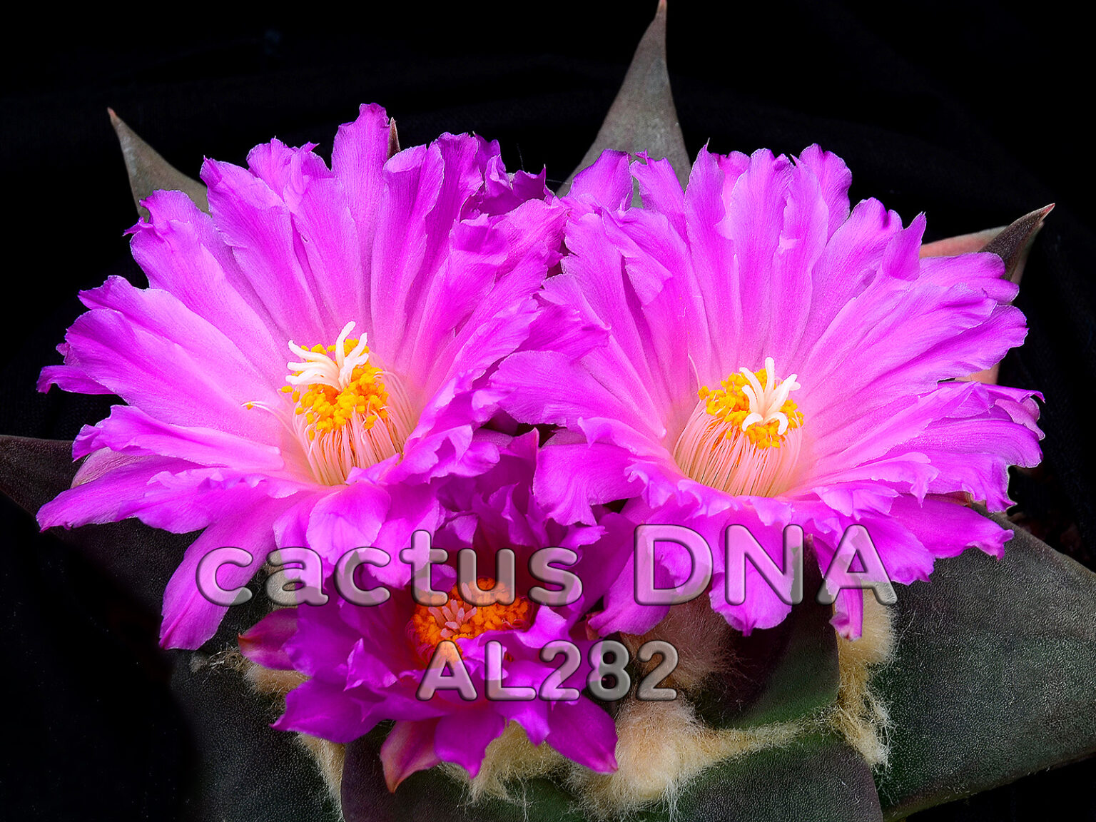 Ariocarpus confusus – AL 282 North of Marmolejo, NLE, Mexico (F1 ...