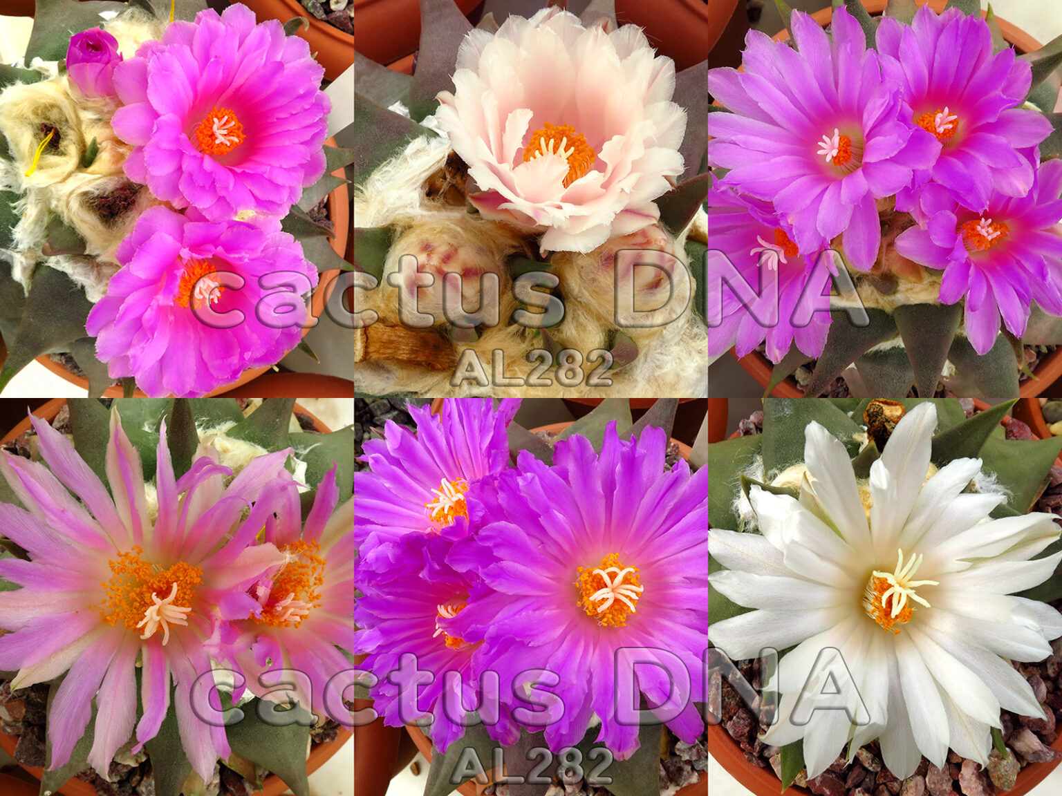 Ariocarpus confusus – AL 282 North of Marmolejo, NLE, Mexico (F1 ...