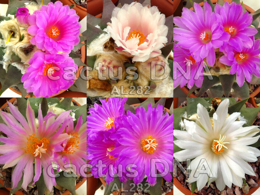 Ariocarpus fissuratus cv. 'Godzilla' x A. fissuratus - cross #1 (F1 ...