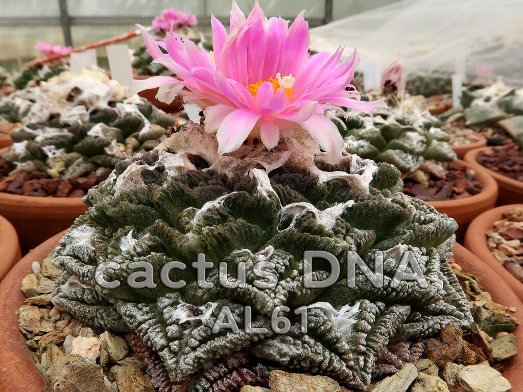 Seeds | Cactus DNA