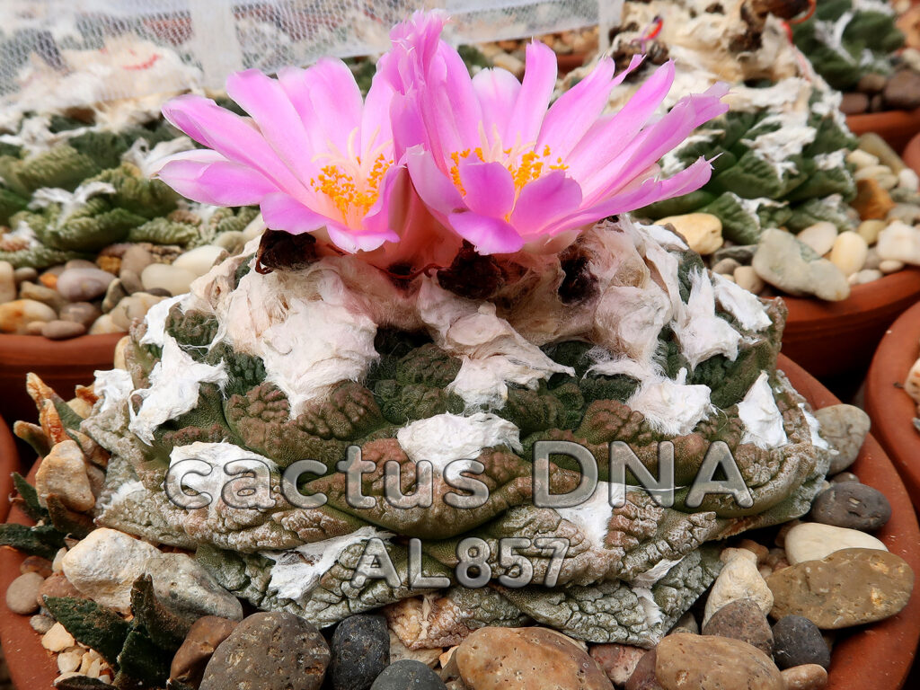 Seeds | Cactus DNA