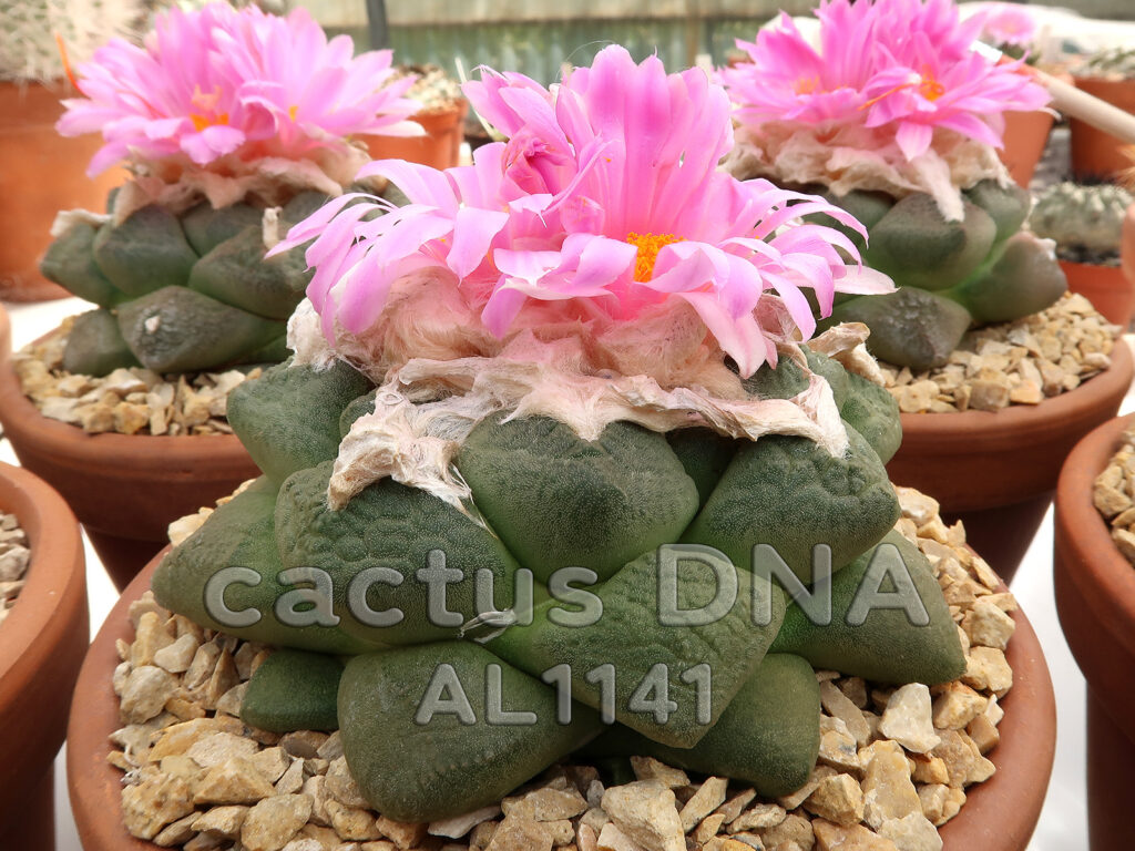 Ariocarpus | Cactus DNA