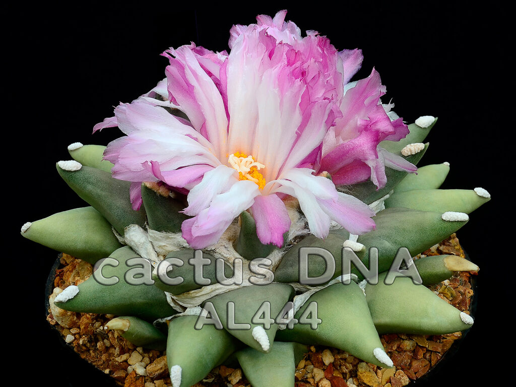 Ariocarpus retusus f. magnificus - AL 444 Morita, SLP, Mexico (F1 ...