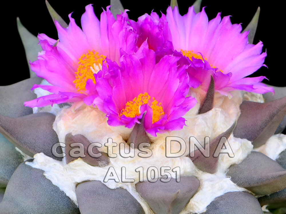 Ariocarpus confusus – AL 1051 NW of Aramberri, NLE, Mexico (F1 ...