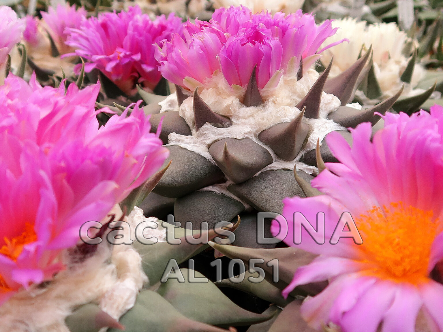 Ariocarpus confusus – AL 1051 NW of Aramberri, NLE, Mexico (F1 ...