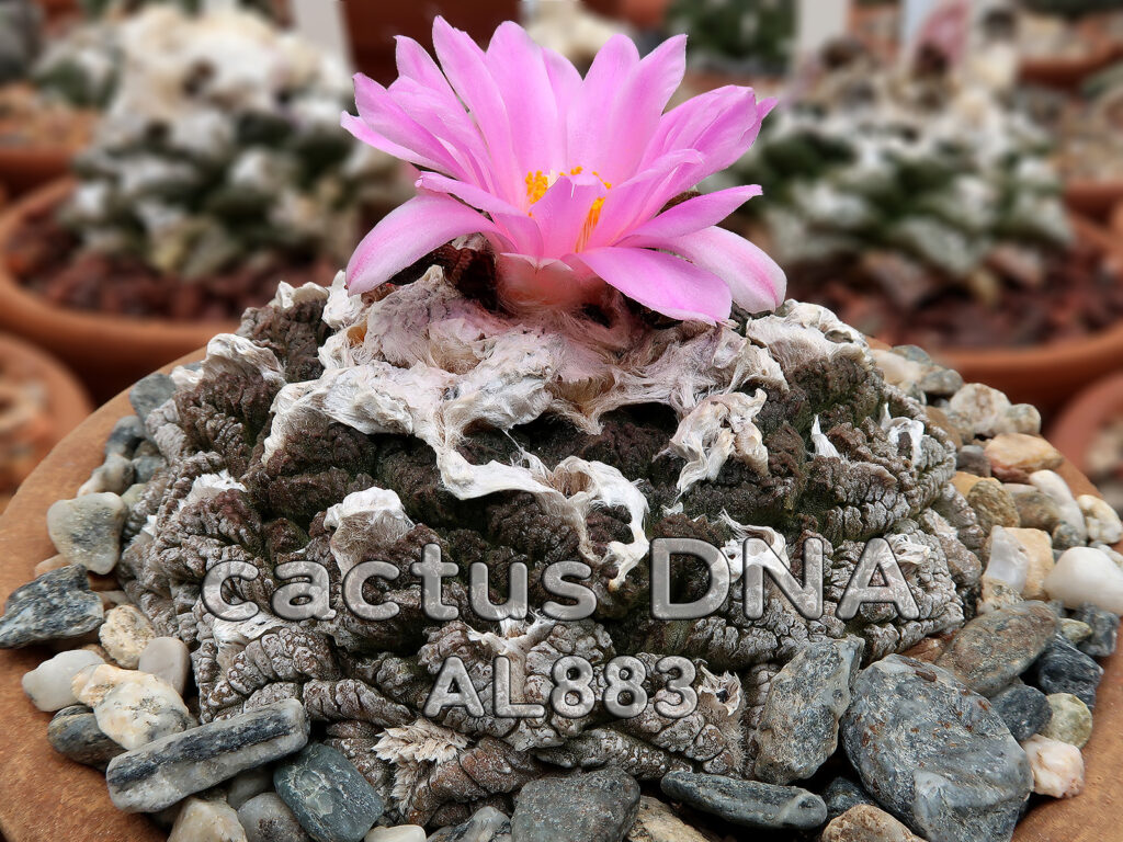 Ariocarpus | Cactus DNA