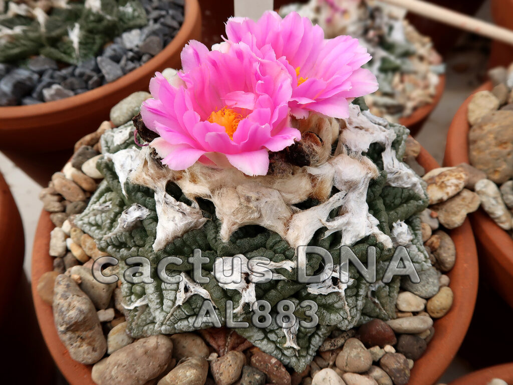 Ariocarpus fissuratus - AL 883 Black Gap Wildlife Management Area, TX ...