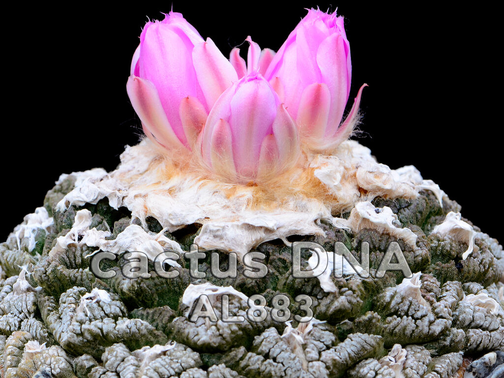 Ariocarpus fissuratus - AL 883 Black Gap Wildlife Management Area, TX ...
