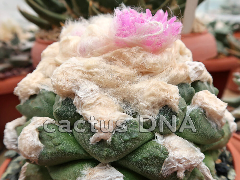 Ariocarpus fissuratus v. lloydii f. major - (S) ex USA | Cactus DNA