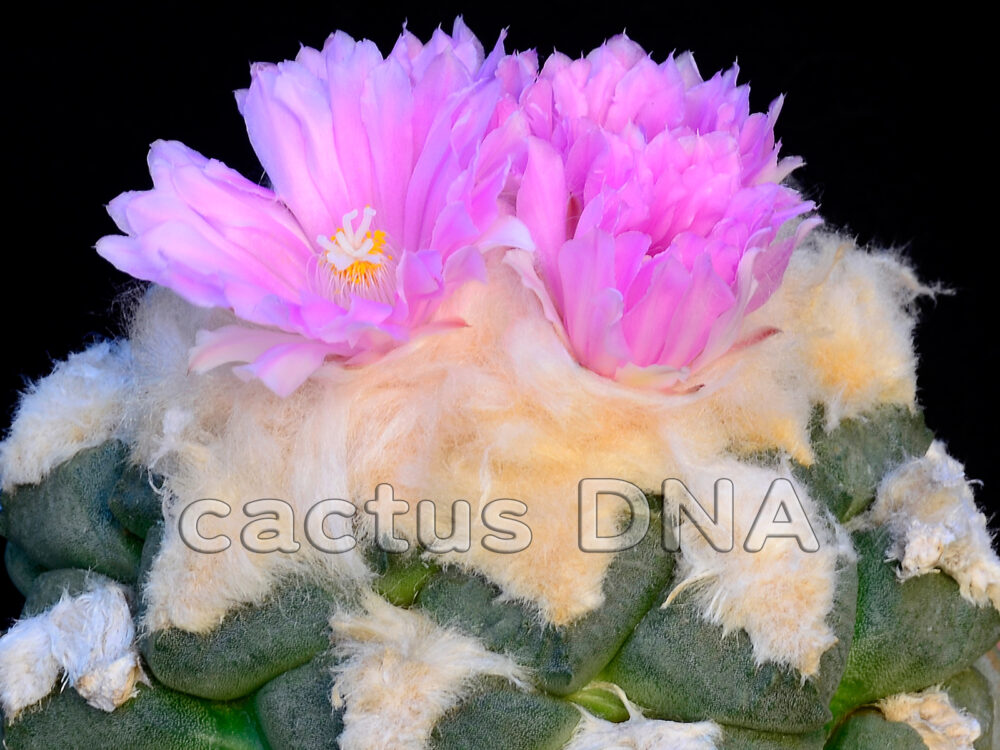 Ariocarpus fissuratus v. lloydii f. major - (S) ex USA | Cactus DNA