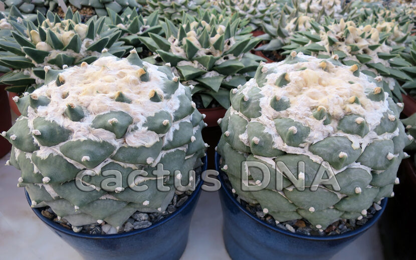 Ariocarpus retusus cv. 'Seiji Brevituberosus' - ex Japan (F1) | Cactus DNA