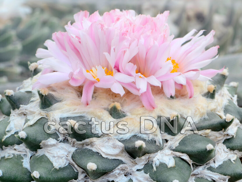 Ariocarpus retusus cv. 'Seiji Brevituberosus' - ex Japan (F1) | Cactus DNA