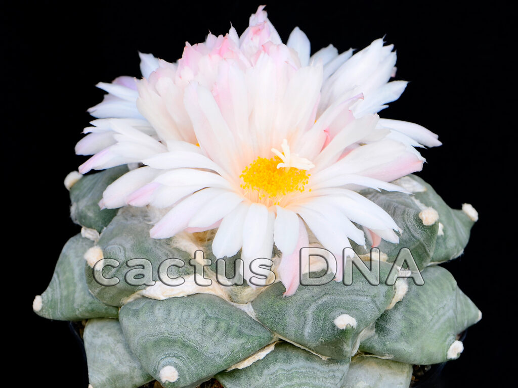 Ariocarpus retusus cv. 'Seiji Brevituberosus' - ex Japan (F1) | Cactus DNA