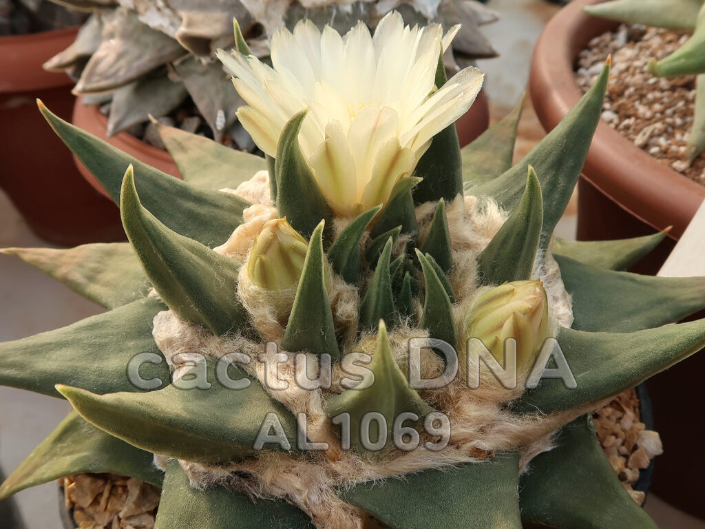Ariocarpus fissuratus - (S) XXL ex extra large plants | Cactus DNA