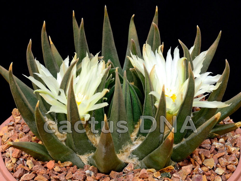 Ariocarpus trigonus v. elongatus - CSD45 San Antonio, TAM, Mexico ...