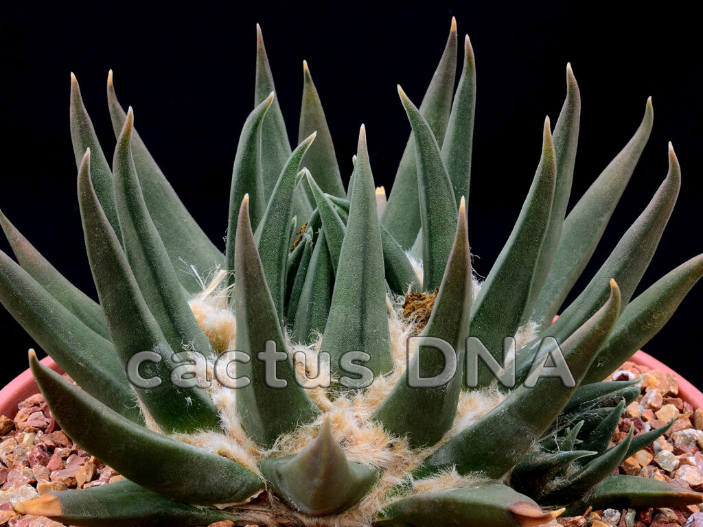 Ariocarpus trigonus v. elongatus - CSD45 San Antonio, TAM, Mexico ...