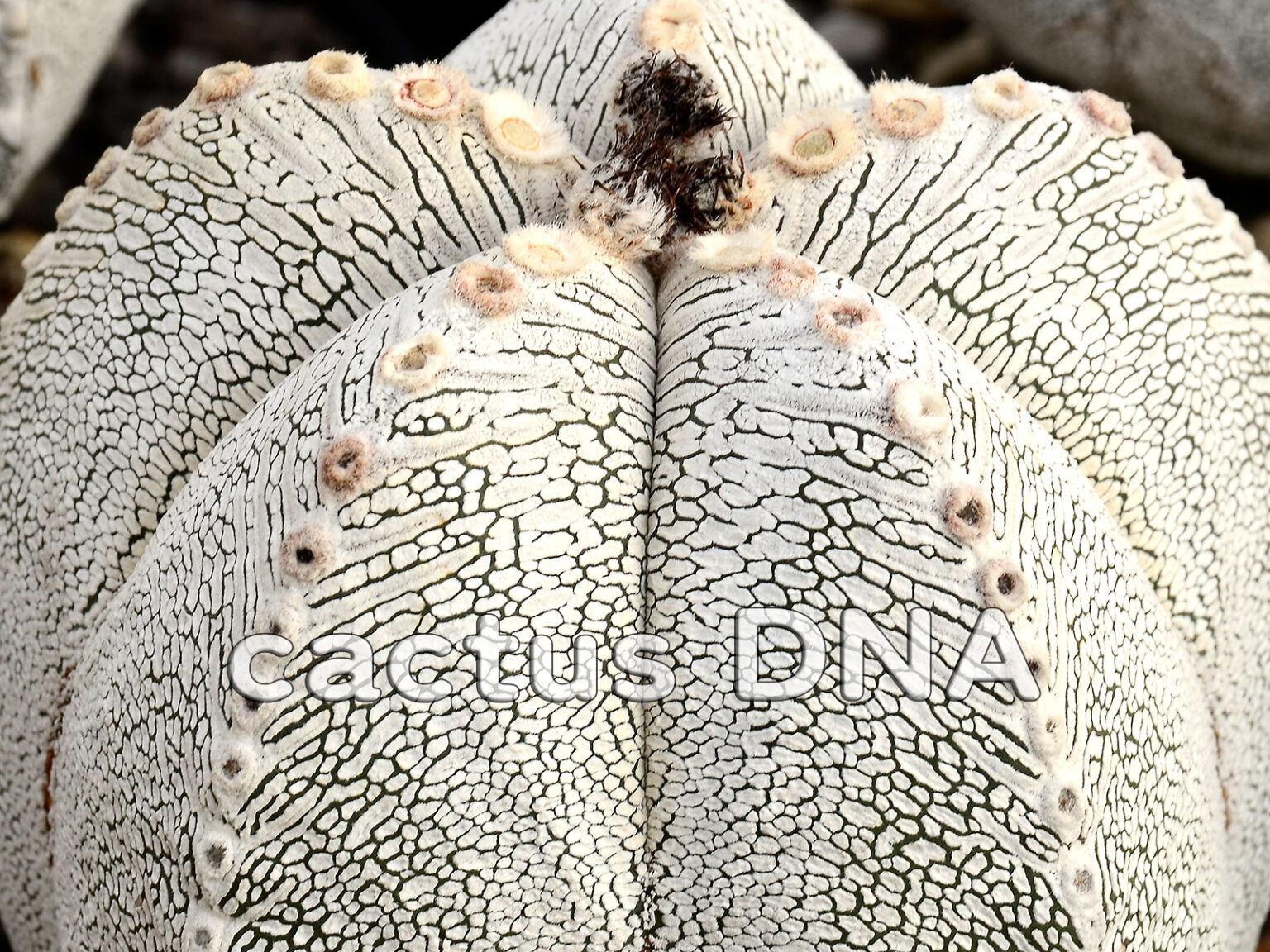 Astrophytum myriostigma cv. 'Onzuka' - mix of best forms ex Japan ...