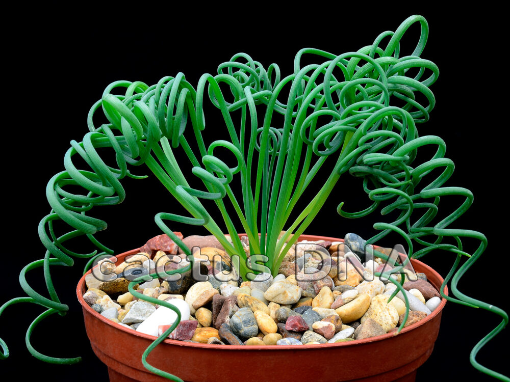 Albuca spiralis - Namaqualand, South Africa | Cactus DNA