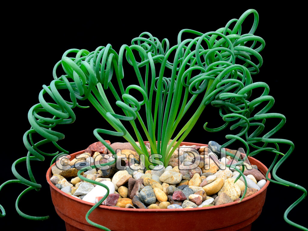 Albuca spiralis - Namaqualand, South Africa | Cactus DNA