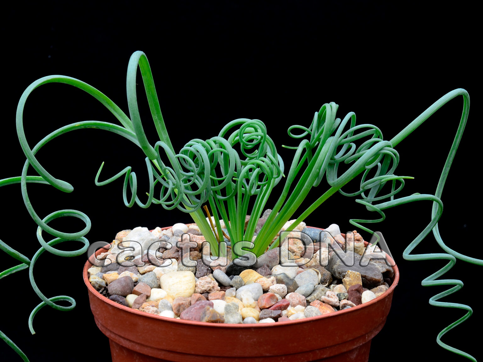 Albuca spiralis - Namaqualand, South Africa | Cactus DNA