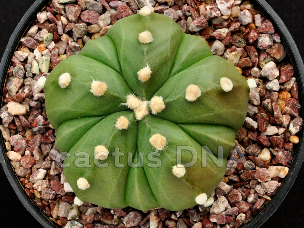 Astrophytum | Cactus DNA