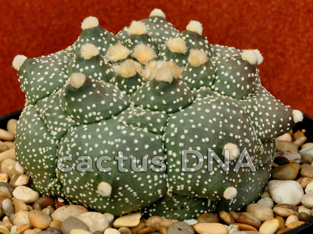 Astrophytum | Cactus DNA