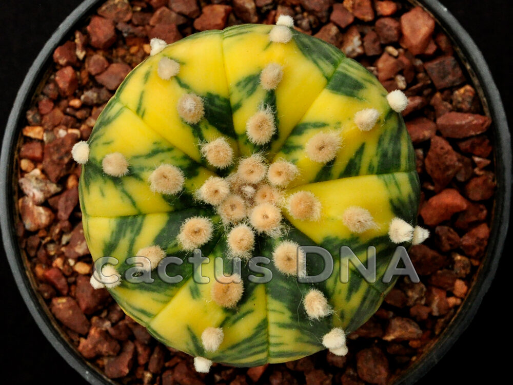 Astrophytum asterias v. nudum f. variegata | Cactus DNA