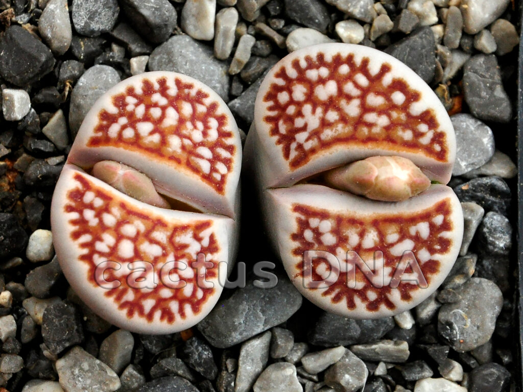 Lithops julii - ex C64 Near Karasburg, Namibia | Cactus DNA