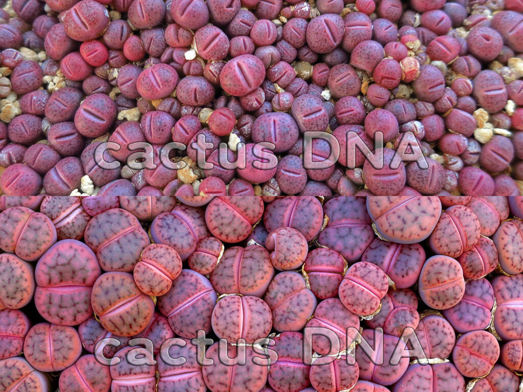 Lithops schwantesii cv. ‘Purple Haze’ - original F4 seed | Cactus DNA
