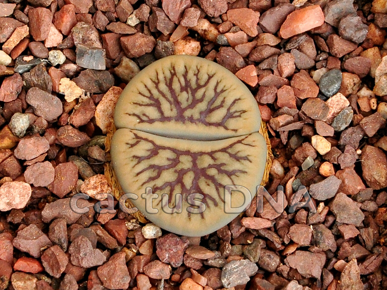 Lithops schwantesii v. urikosensis cv. ‘Nutwerk’ | Cactus DNA