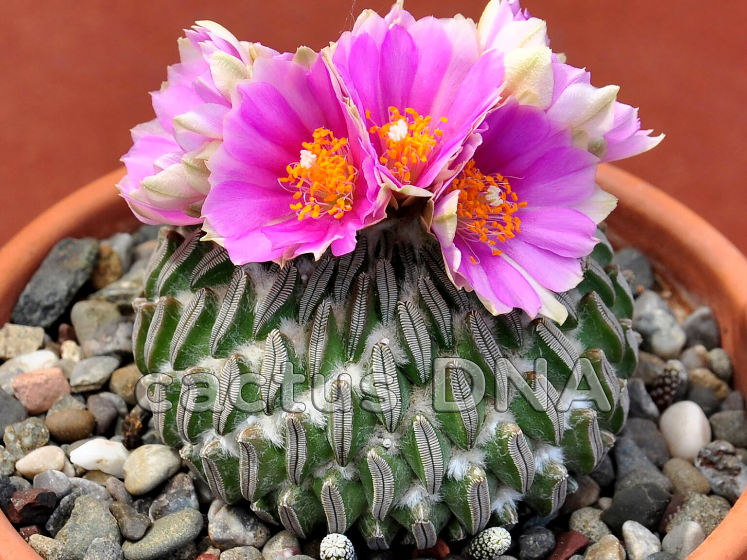 Pelecyphora aselliformis - SB 894 SLP, Mexico | Cactus DNA