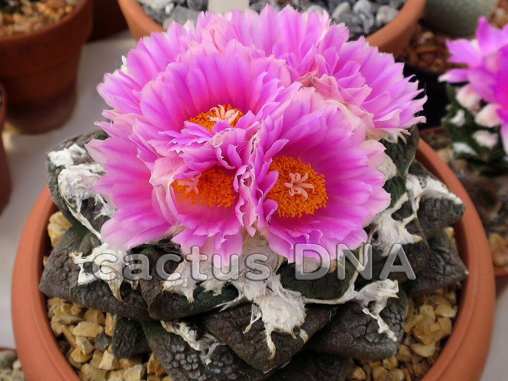 Ariocarpus kotschoubeyanus v. albiflorus - SB 1827 Tula, TAM, Mexico ...