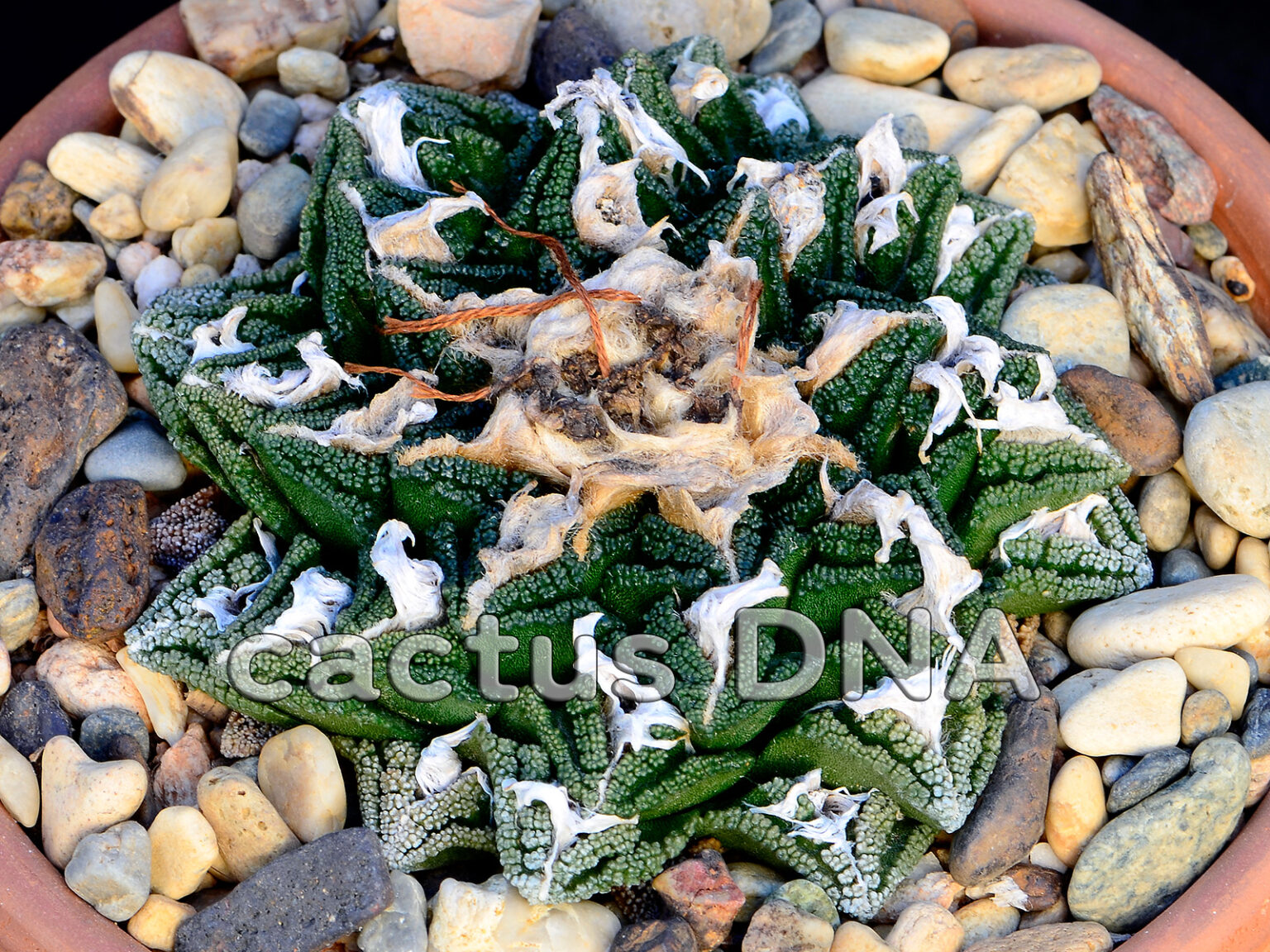Ariocarpus hintonii - PP 352 El Herrero, SLP, Mexico | Cactus DNA