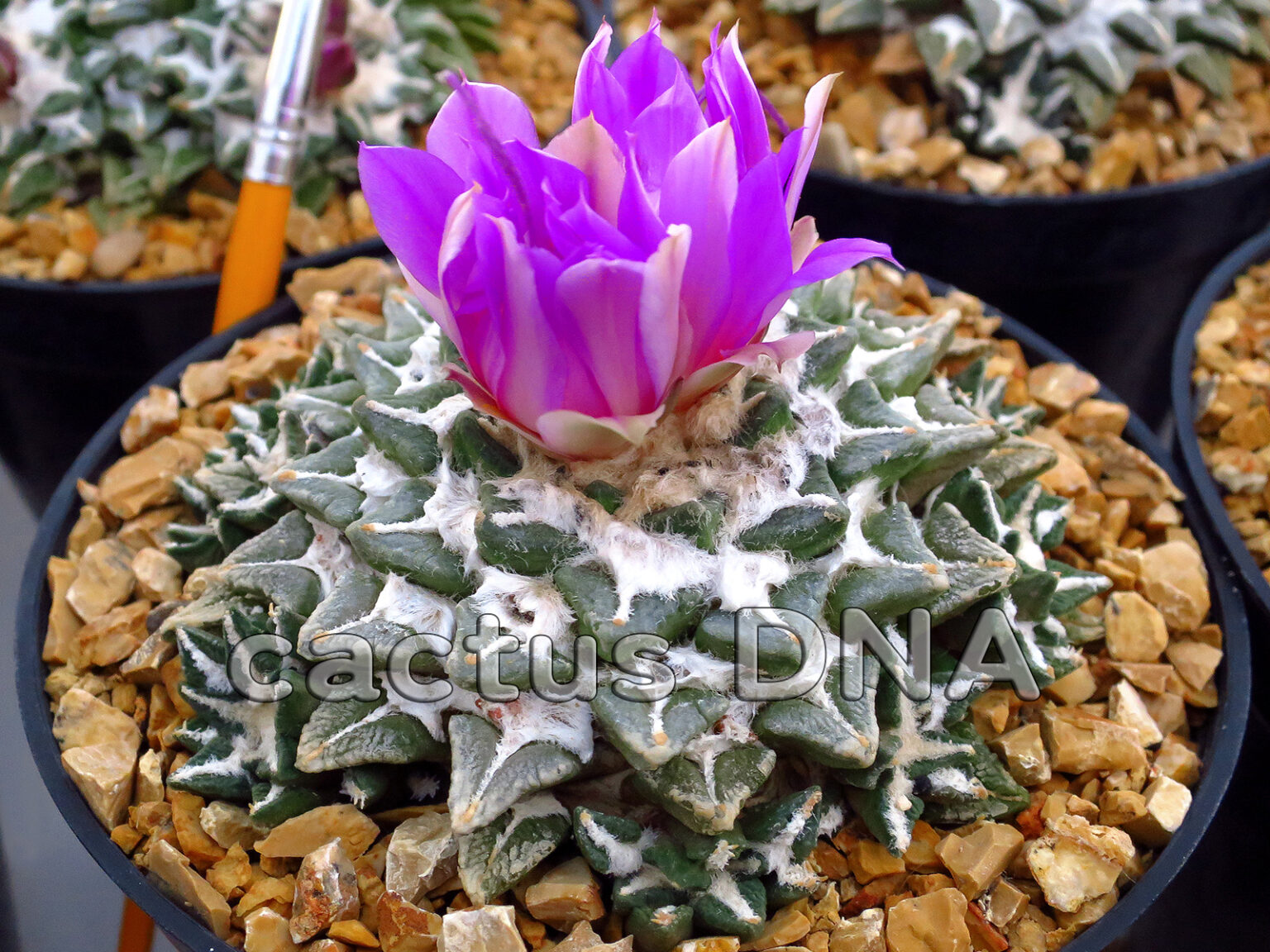 Ariocarpus kotschoubeyanus v. elephantidents cv. 'Pleiades' - ex Greece ...
