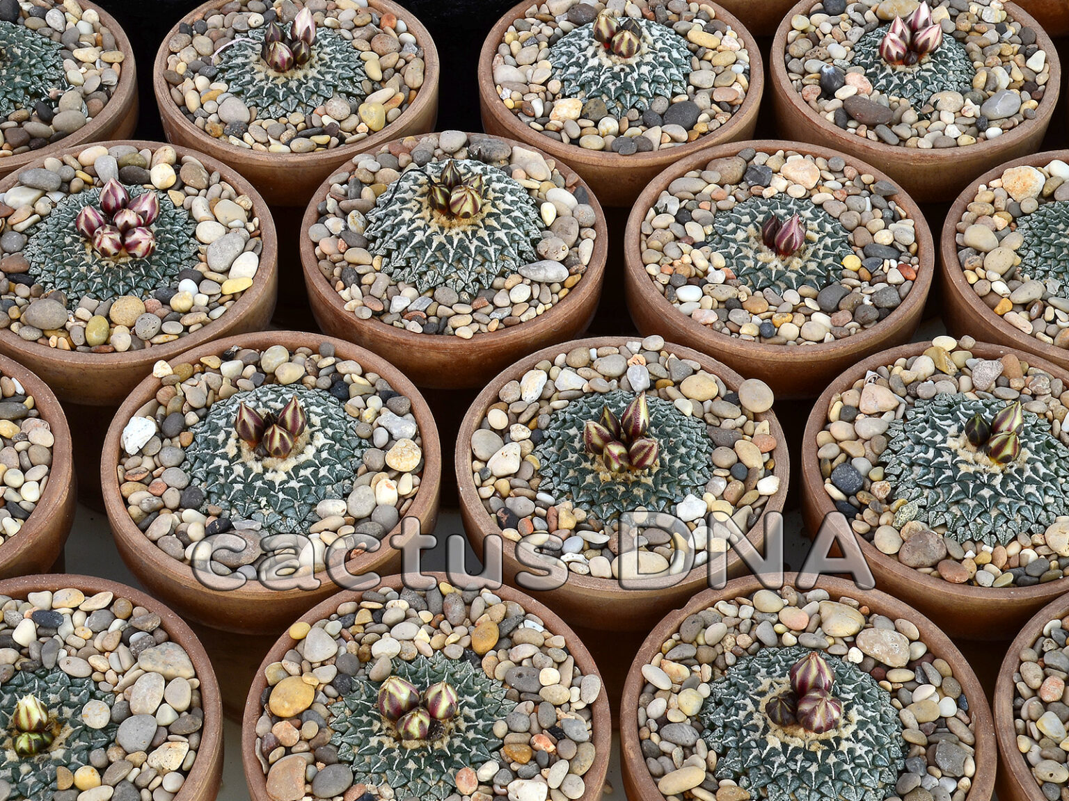 Ariocarpus | Cactus DNA