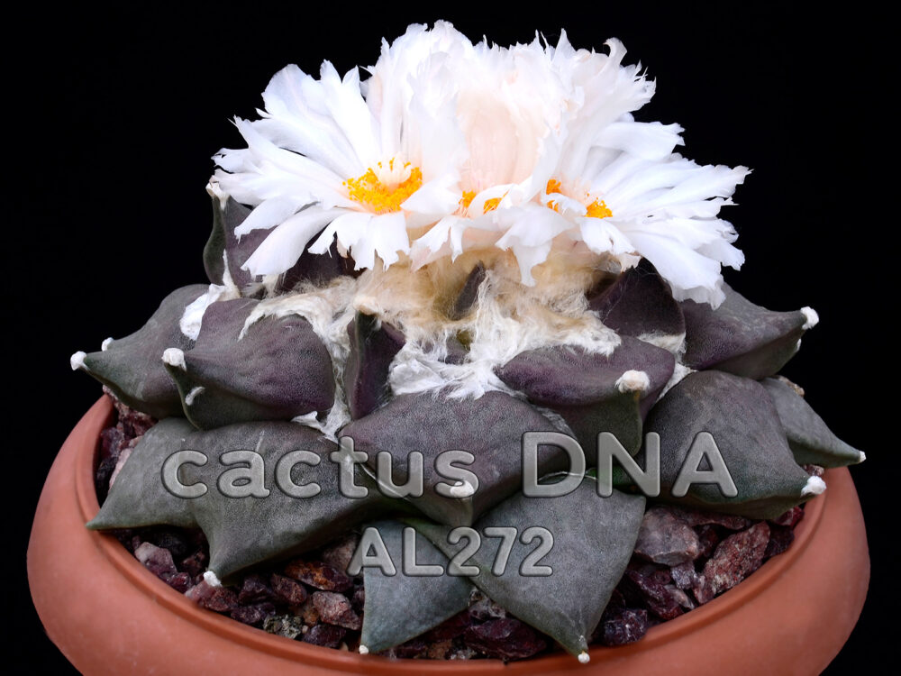 Ariocarpus retusus - AL 272 El Refugio, NLE, Mexico (F1) | Cactus DNA