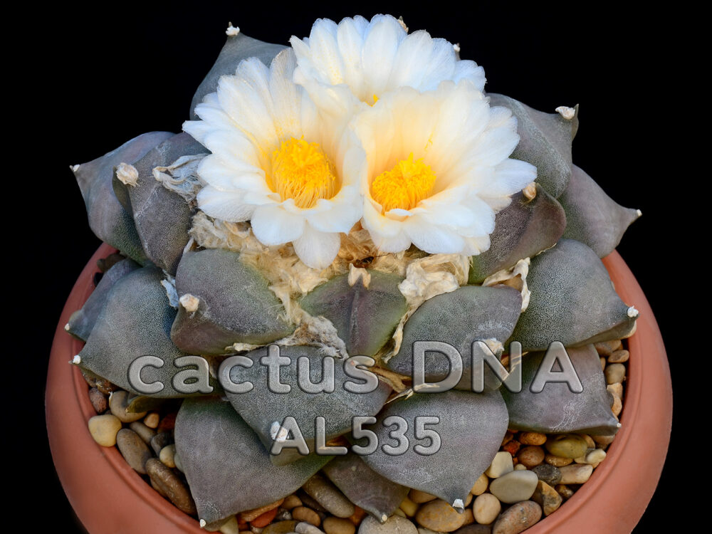 Ariocarpus | Page 2 of 2 | Cactus DNA