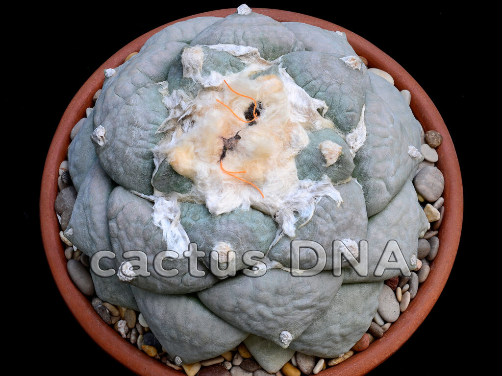 Ariocarpus retusus cv. 'Maruibo' - ex Thailand (F1+BC) | Cactus DNA