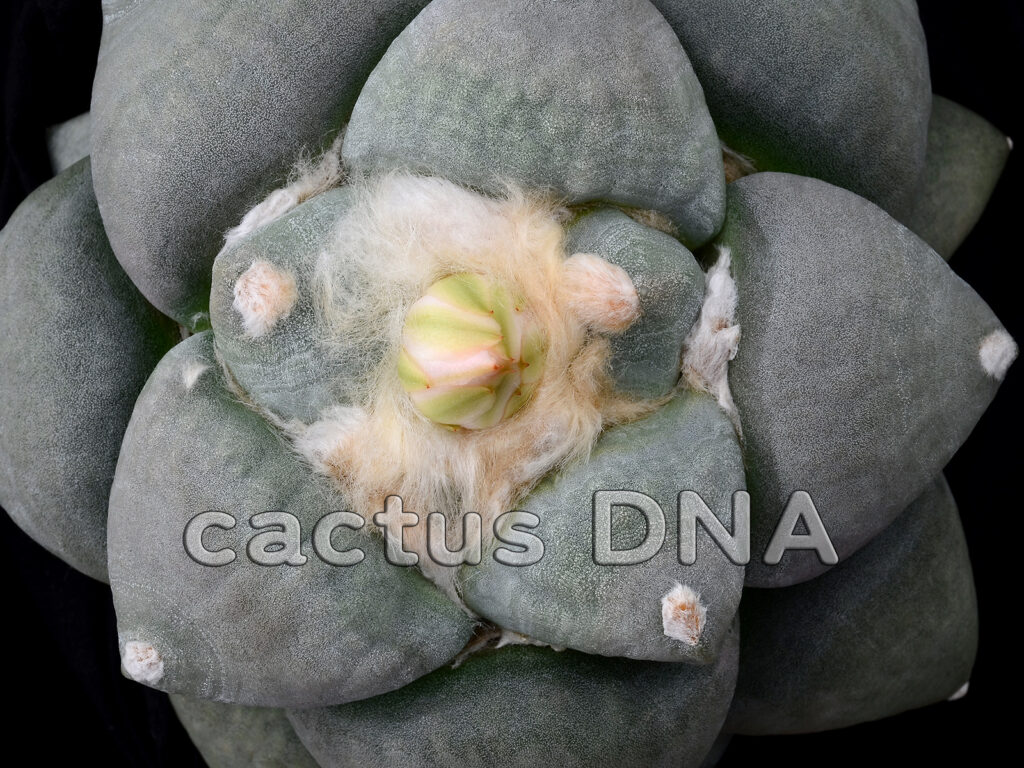 Ariocarpus retusus cv. 'Tama Botan' - ex Japan (F1) | Cactus DNA