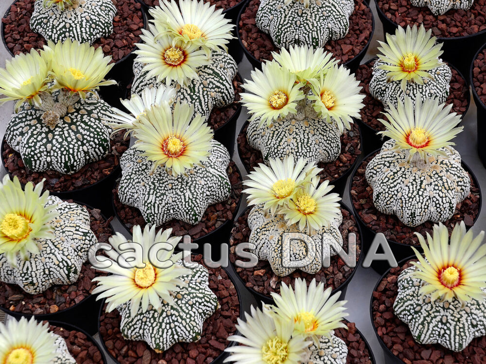 Astrophytum asterias cv. 'Super Star' - ex Greece (F2) | Cactus DNA