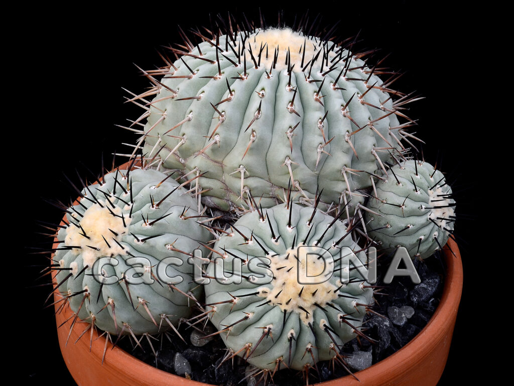 Copiapoa cinerea - mix of best forms | Cactus DNA