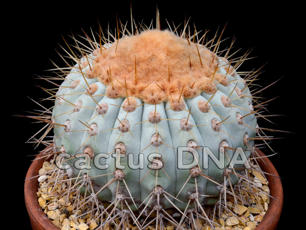 Cacti | Cactus DNA