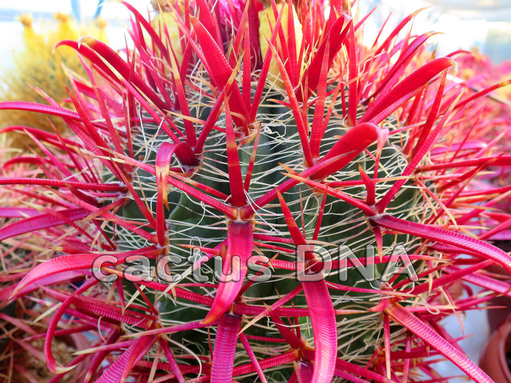 Ferocactus gracilis v. coloratus - (S) super spines ex El Tomatil, BC ...