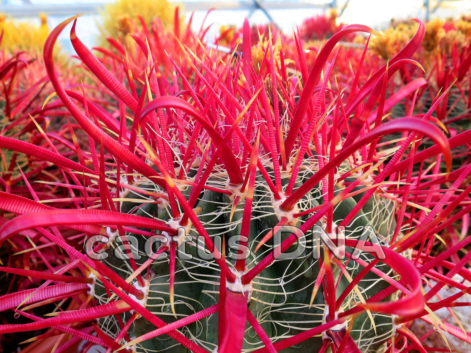 Ferocactus gracilis v. coloratus - (S) super spines ex El Tomatil, BC ...