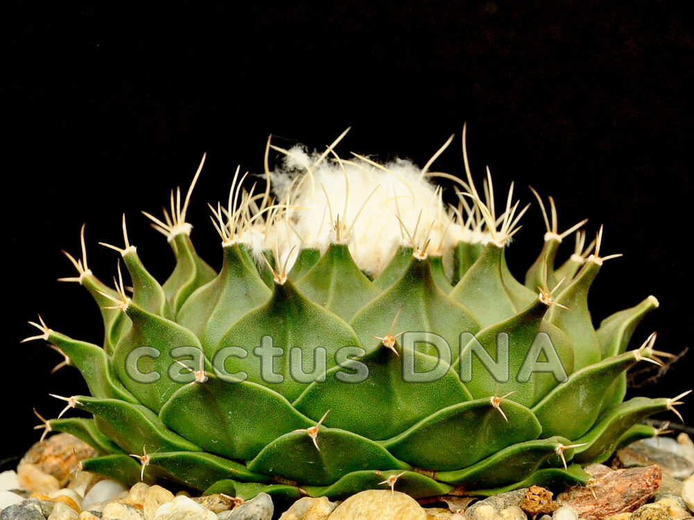 Obregonia denegrii - TAM, Mexico | Cactus DNA