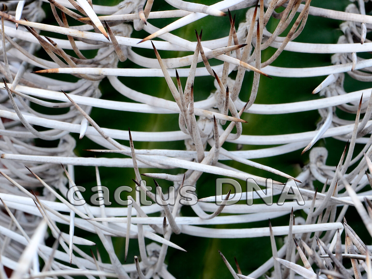 Astrophytum crassispinum cv. 'Buffalo' - full mix of best forms ex ...