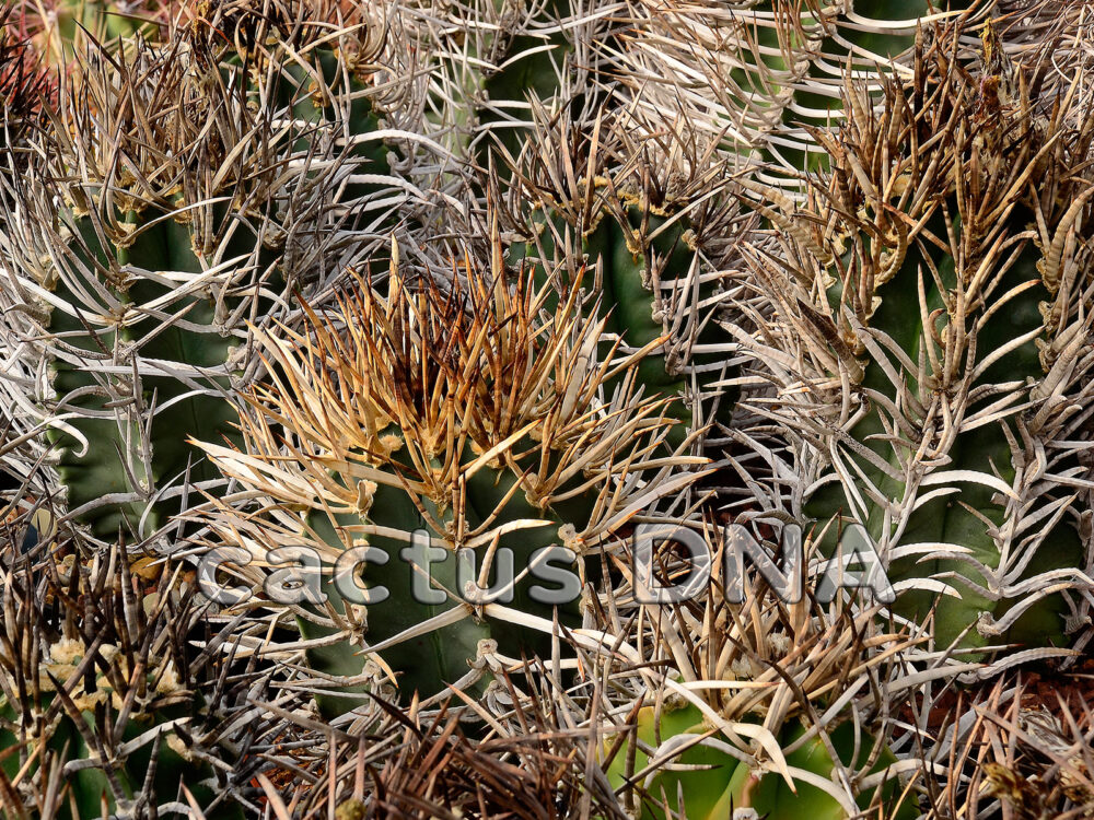 Astrophytum crassispinum cv. 'Buffalo' - full mix of best forms ex ...
