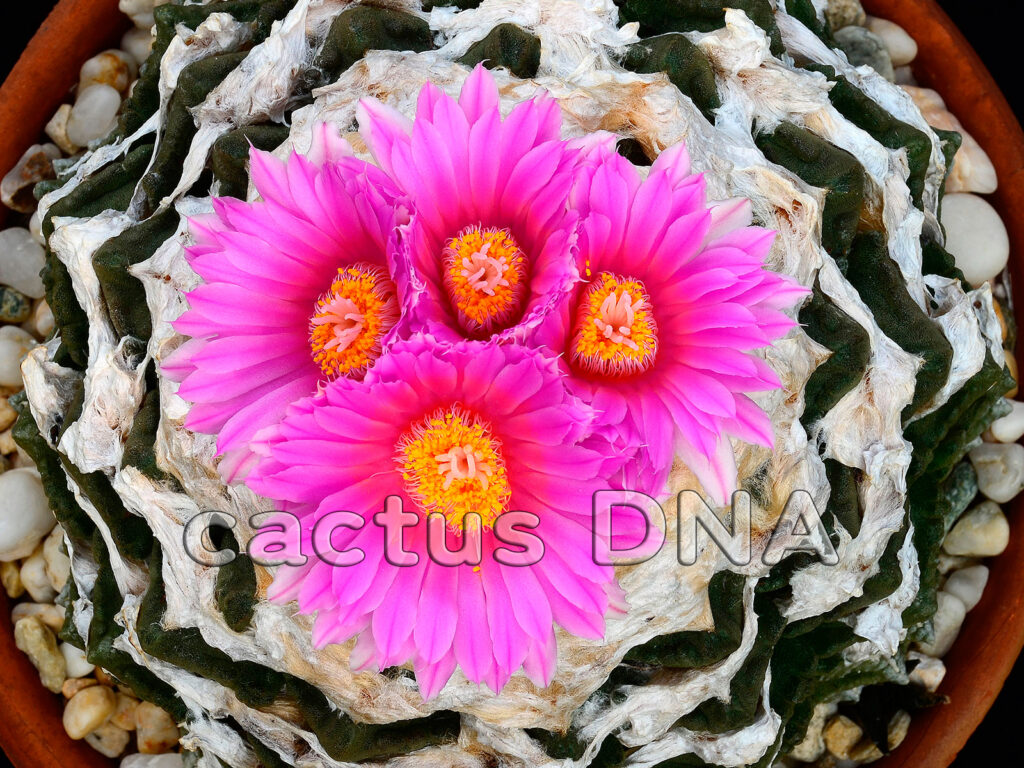 Ariocarpus fissuratus - (S) XXL ex extra large plants | Cactus DNA