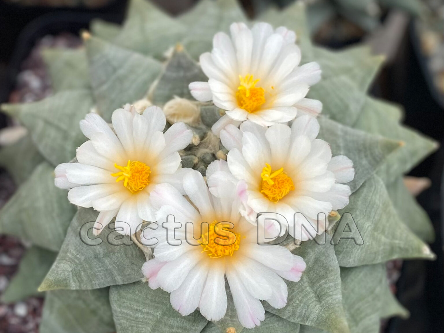 Ariocarpus retusus cv. 'Frumdosus' - ex Japan | Cactus DNA