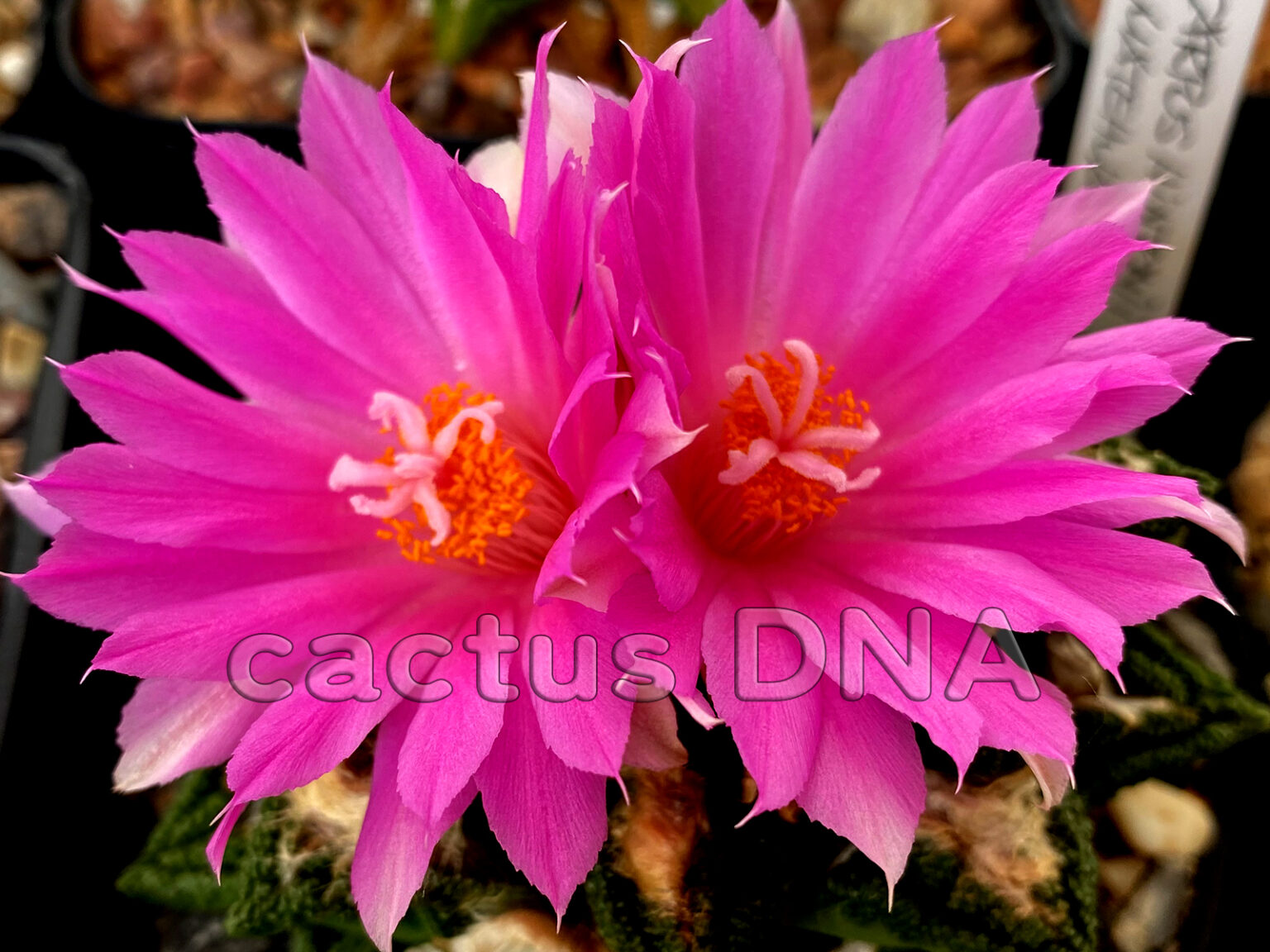 Ariocarpus hintonii - El Herrero, SLP, Mexico | Cactus DNA